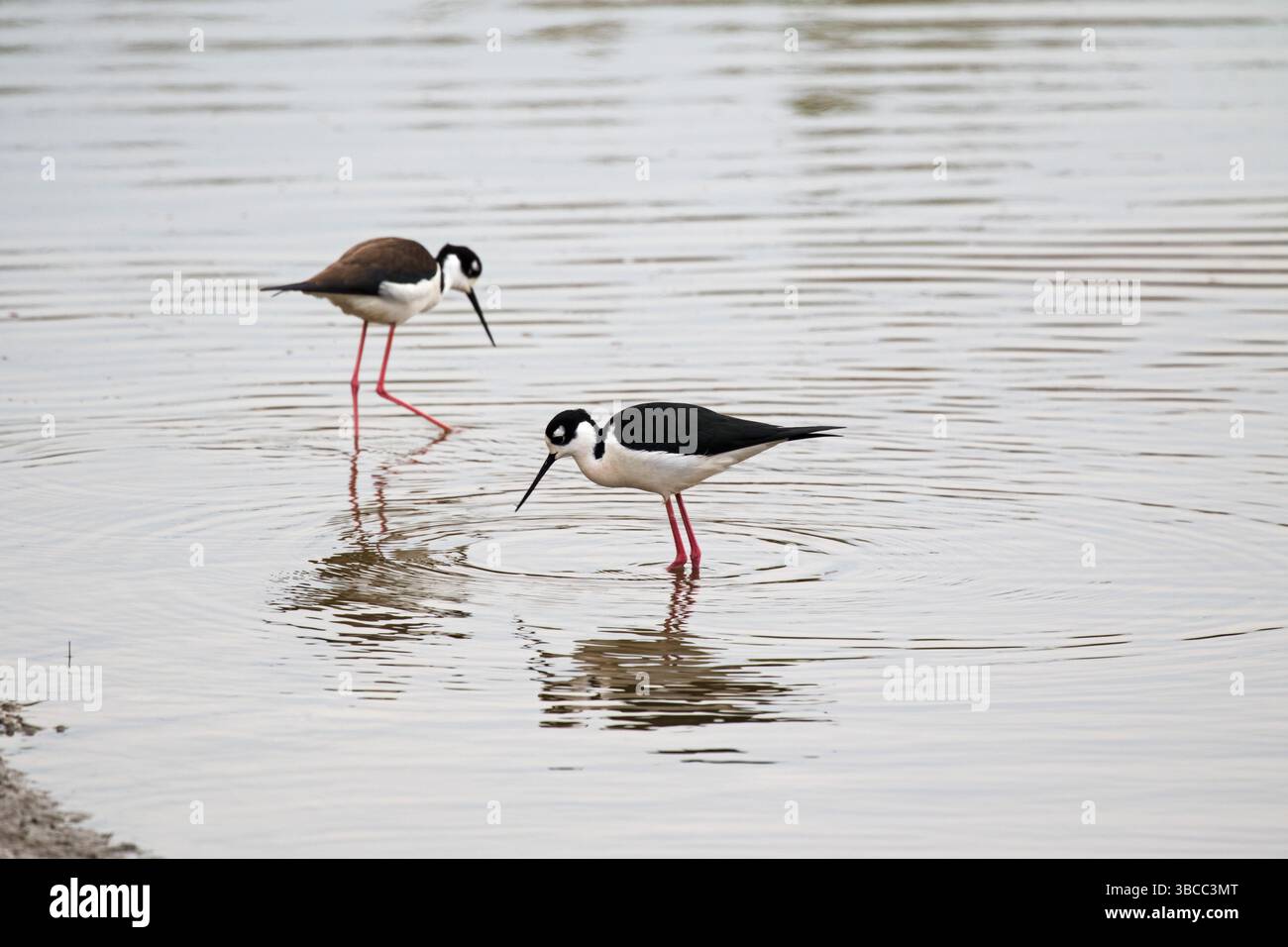 Black-necked stilt Himantopus mexicanus standing in a pool, Anahuac ...