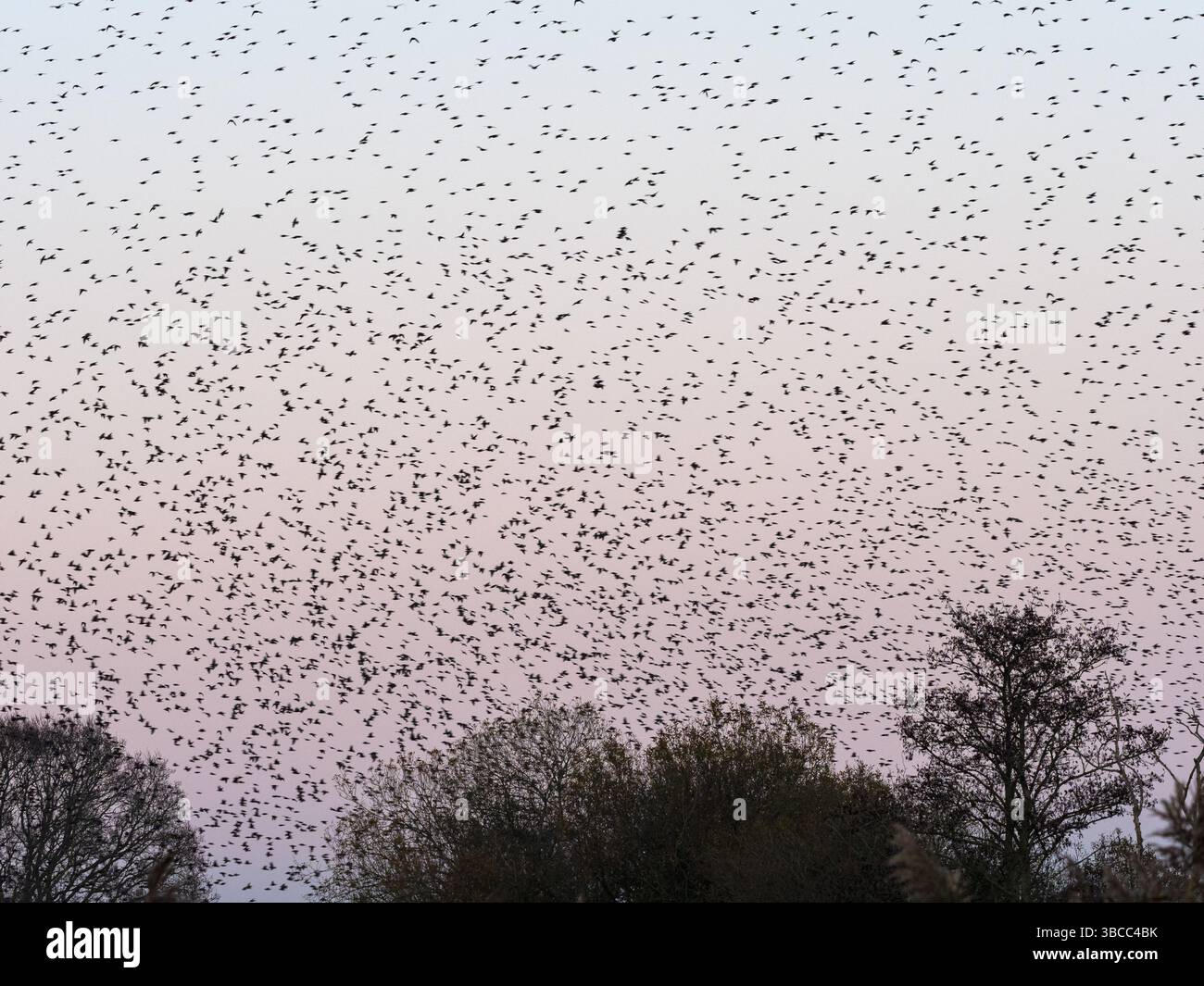Common starling Sturnus vulgaris, murmuration, Ham Wall RSPB Reserve ...
