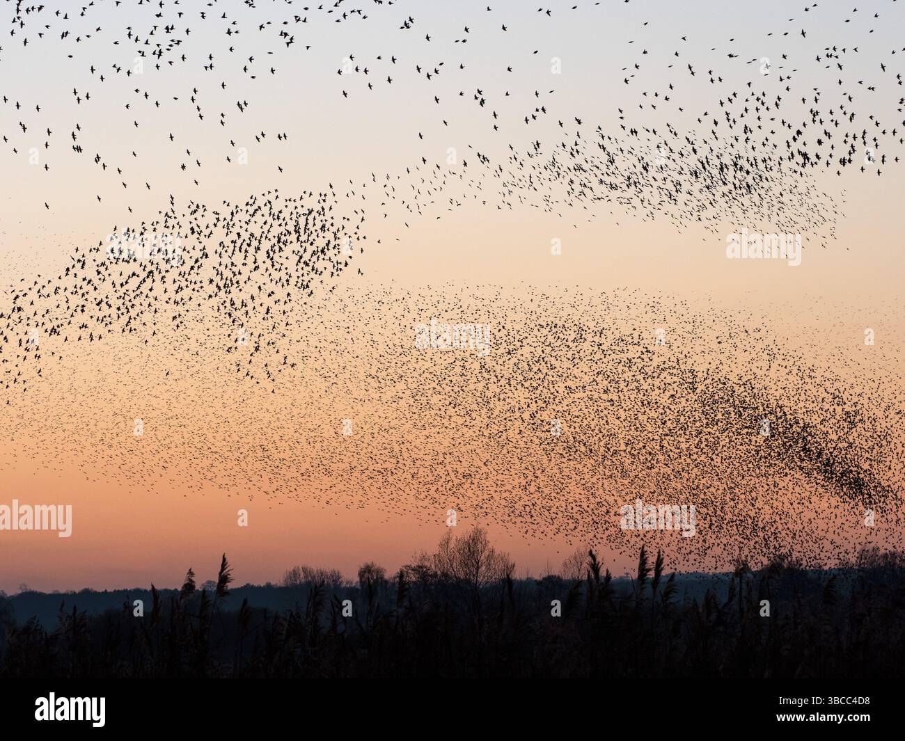 Common starling Sturnus vulgaris, murmuration, Ham Wall RSPB Reserve ...
