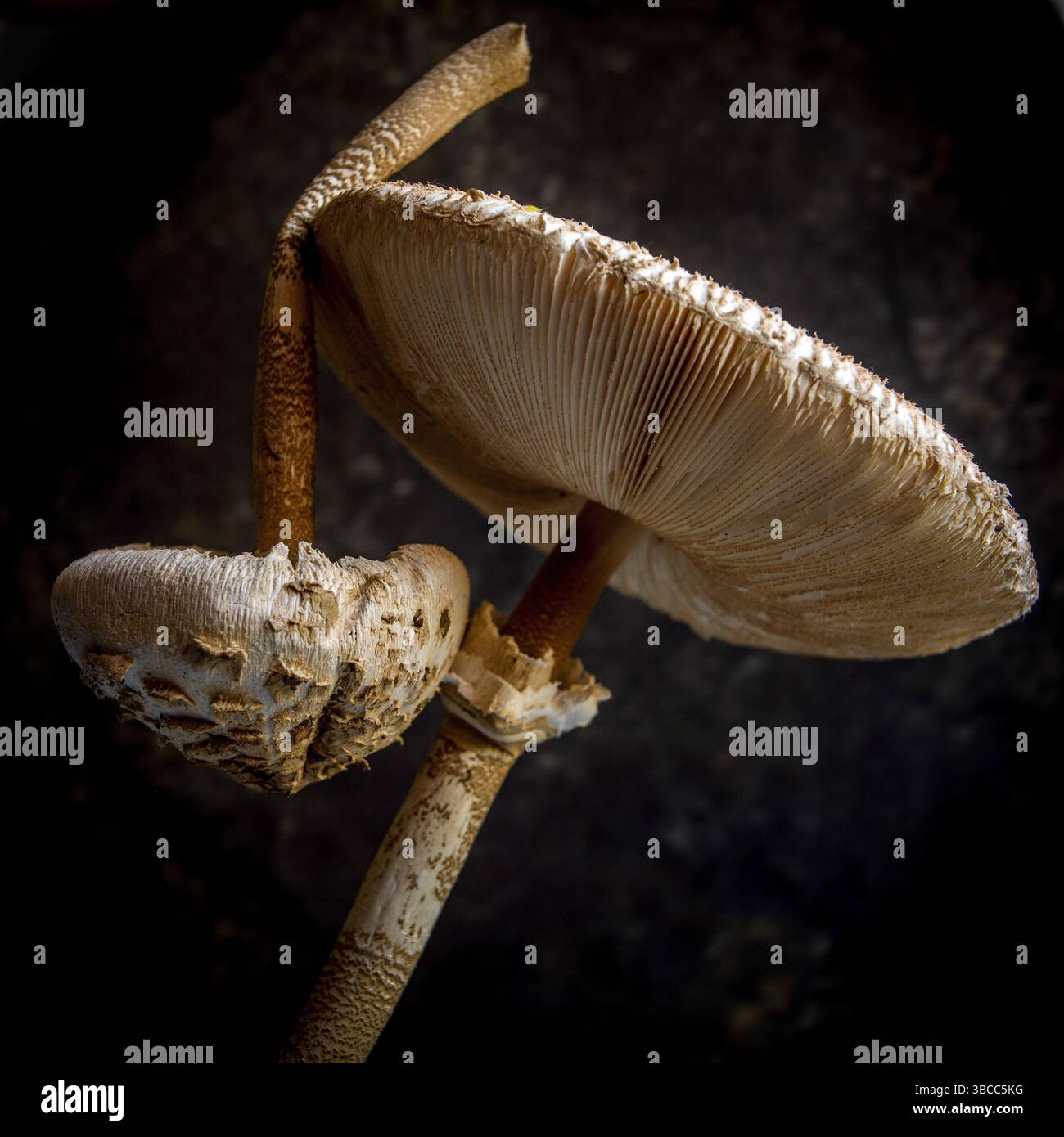 Showcasing intricate gills hi-res stock photography and images - Alamy