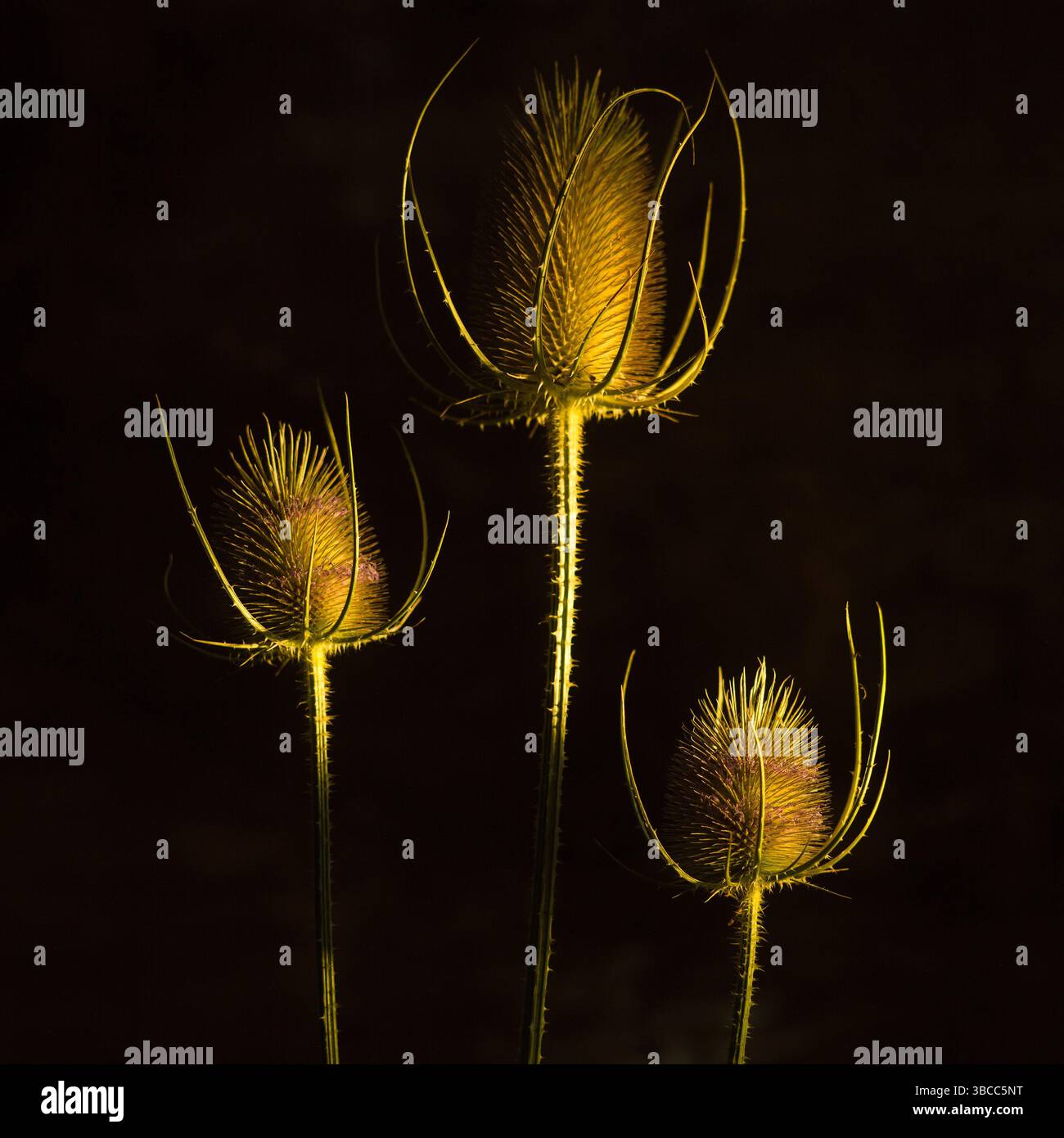 Elegant golden thistle plants stand tall against a dark backdrop ...