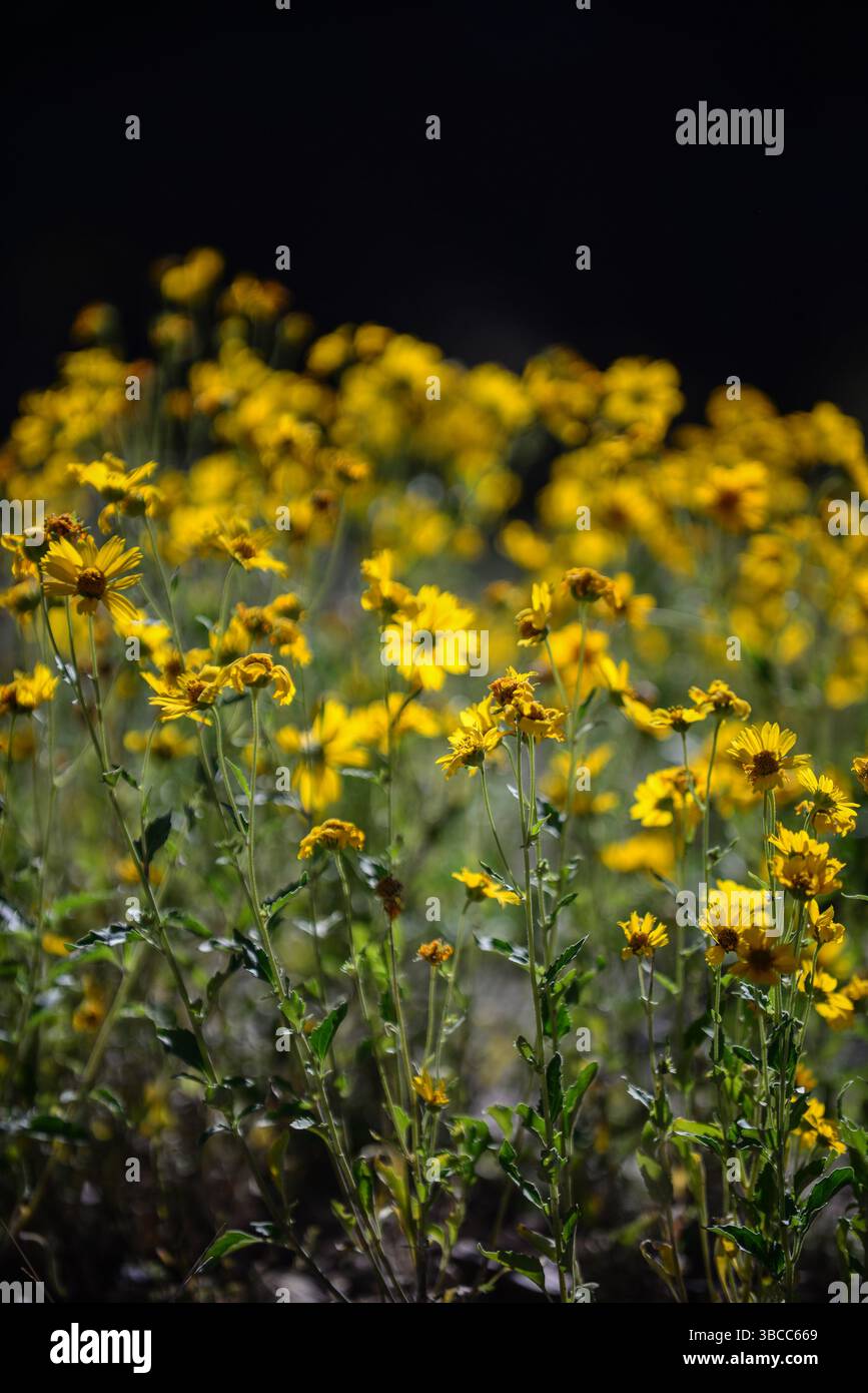 Wildflowers in wild landscape hi-res stock photography and images - Alamy