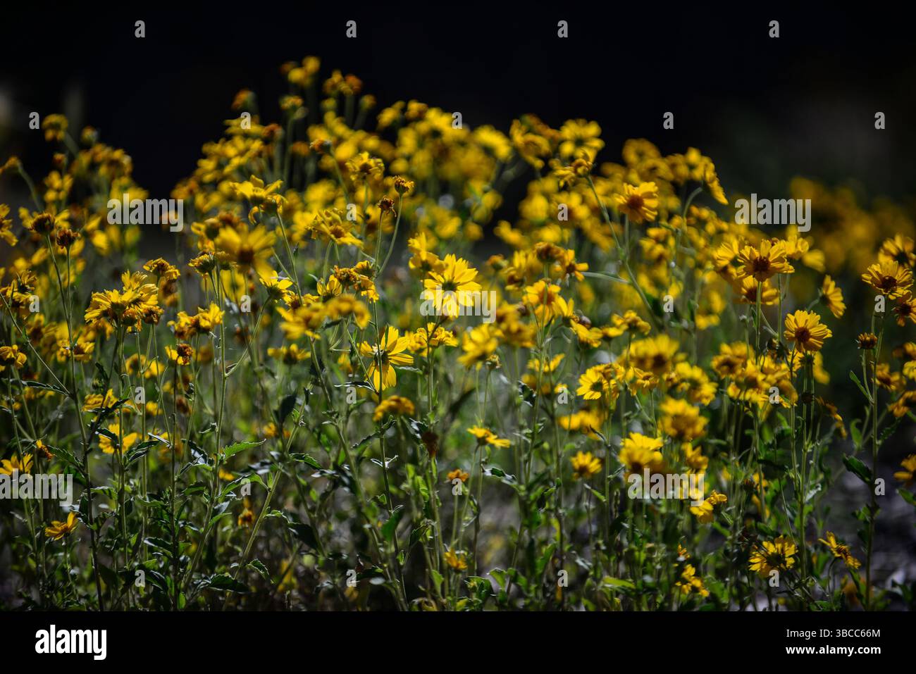 Plants of grand canyon hi-res stock photography and images - Alamy