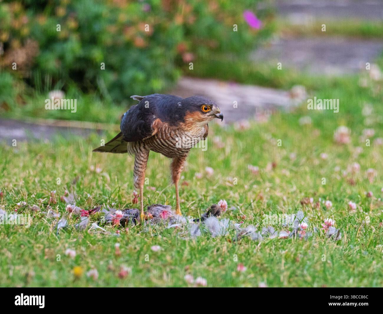 Eurasian sparrowhawk Accipiter nisus male with Eurasian collared dove ...