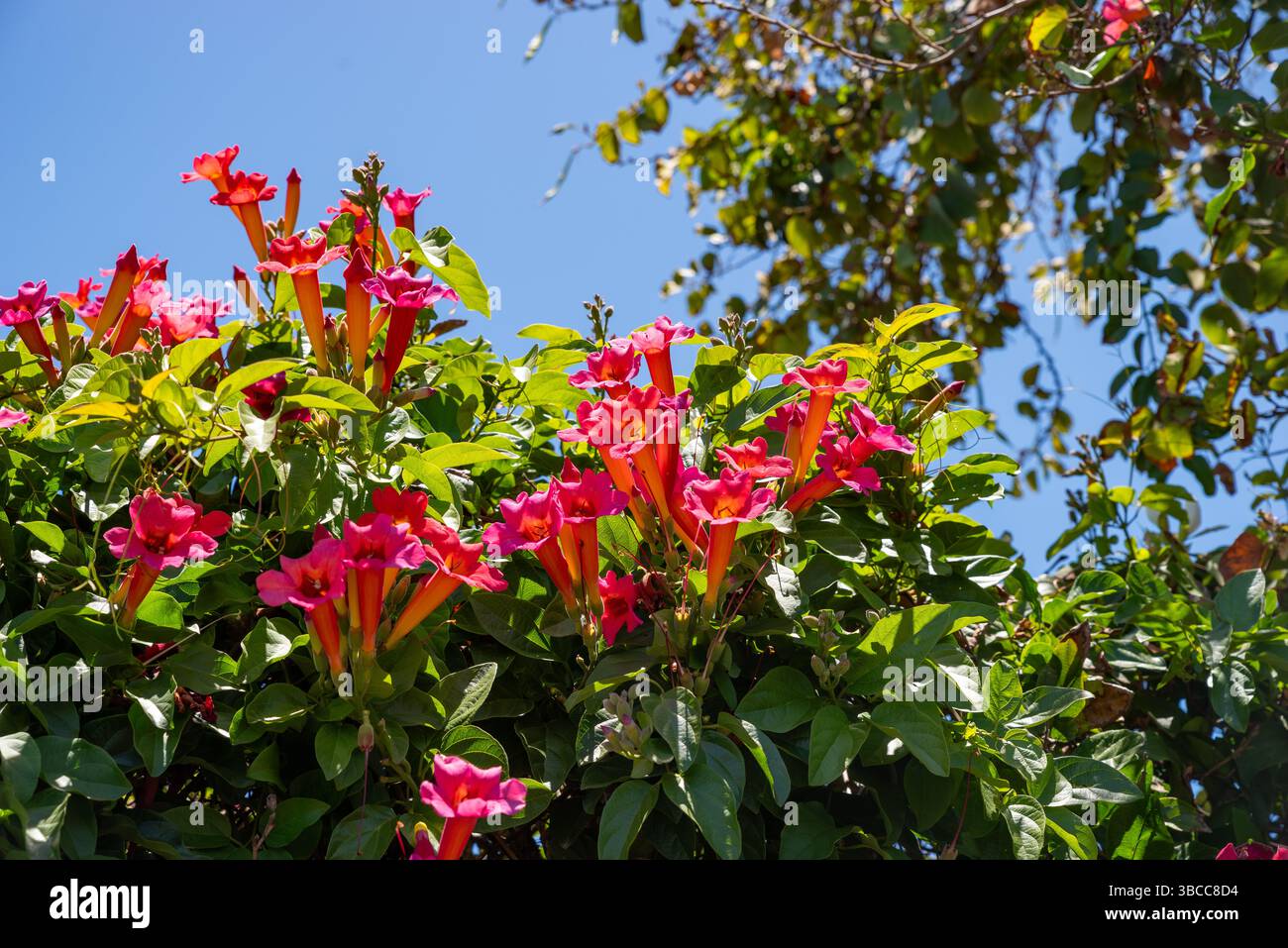 Hedge of blood trumpet vine, Amphilophium buccinatorium, in the ...