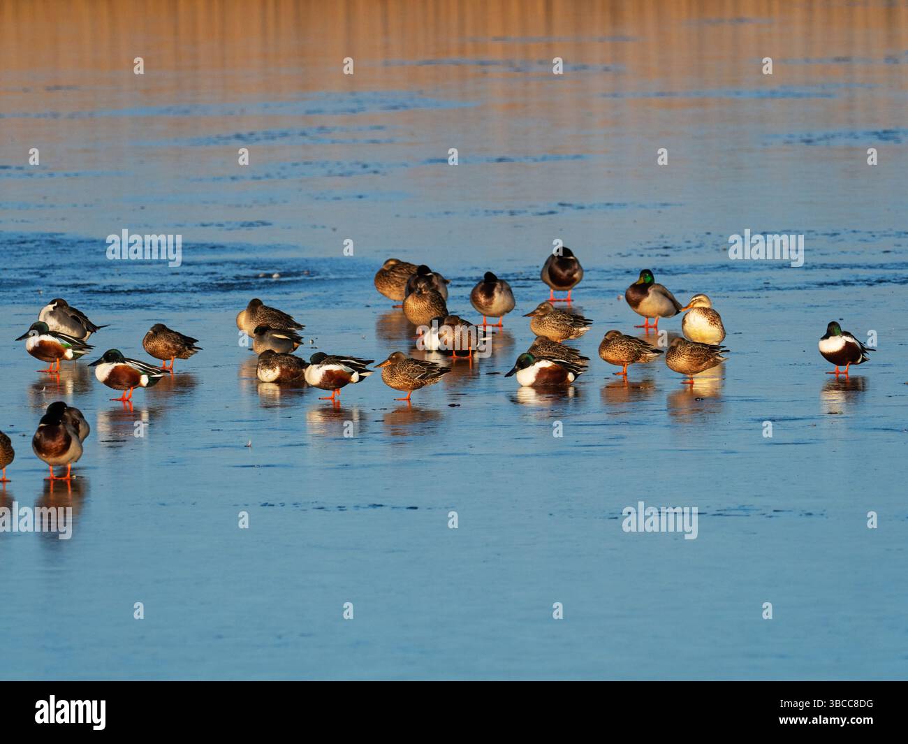 Northern shoveler Anas clypeata flock resting on partically frozen ...