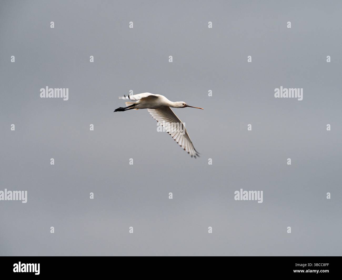 Eurasian spoonbill Platalea leucorodia in flight, Catcott Lows Nature ...