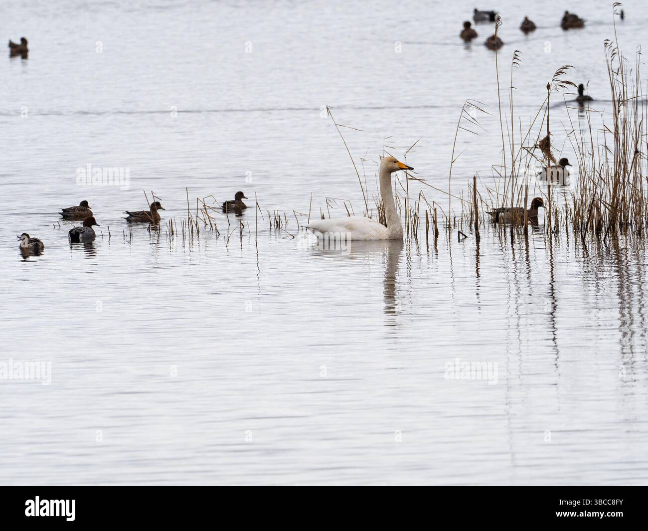 Whooper swan Cygnus cygnus and other wildfowl in a reedbed pool, from ...