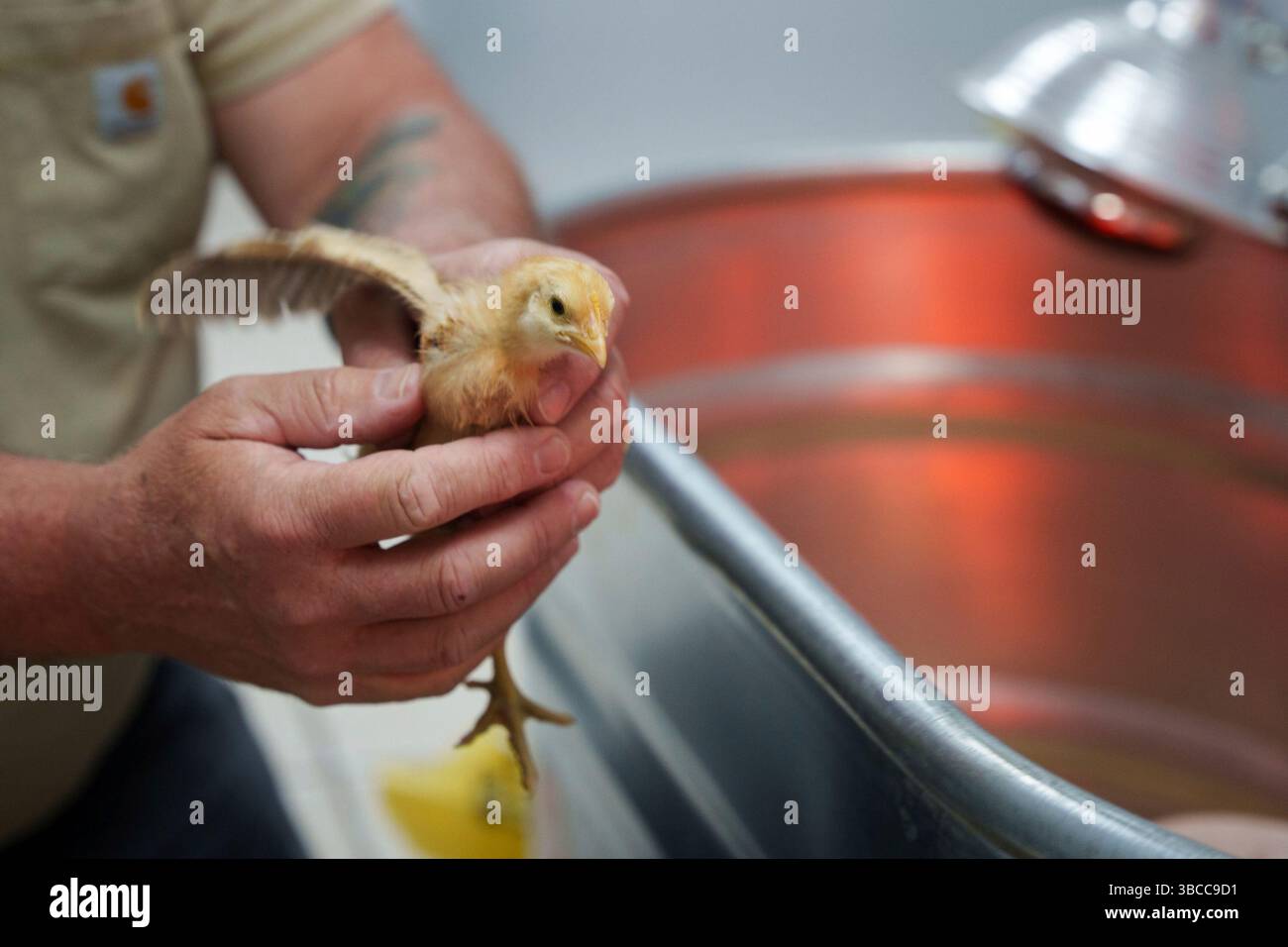 David Michael picks out a chick to adopt from First State Animal Center ...