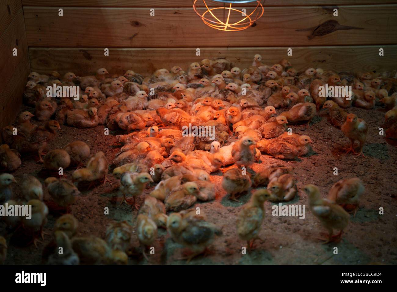 Hundreds of chicks mill around a stall at First State Animal Center and ...