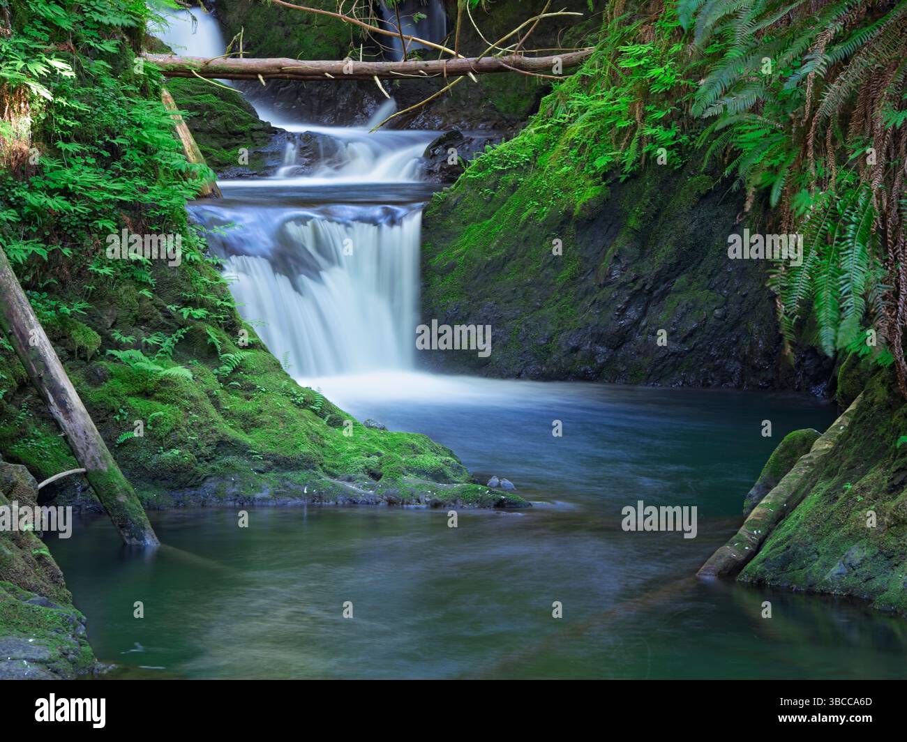 The lush and small Willaby Falls near Lake Quinault in the Olympic ...