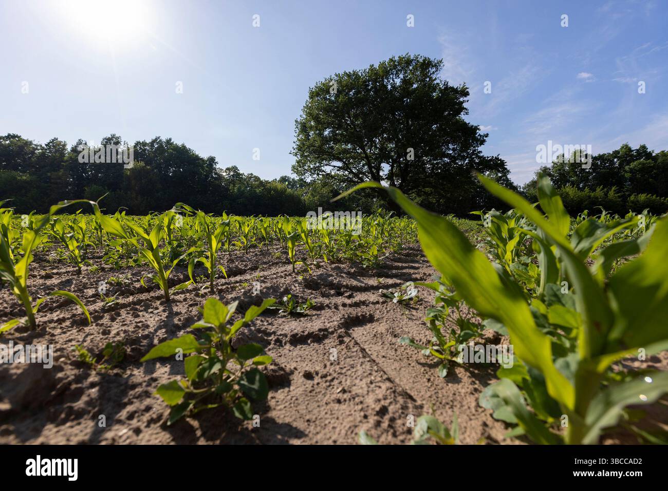 one oak tree and corn plants, one oak in an agricultural field with a ...