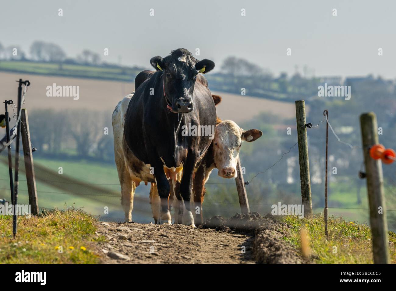 Dairy cows on a dairy farm in Ballinadee, West Cork, Ireland Stock ...