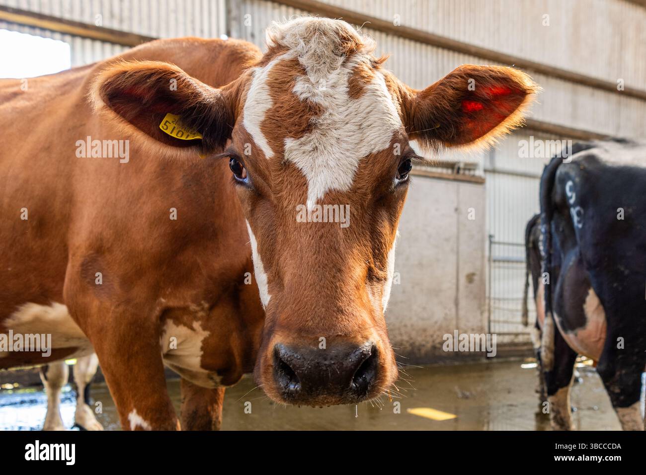 Dairy cows on a dairy farm in Ballinadee, West Cork, Ireland Stock ...