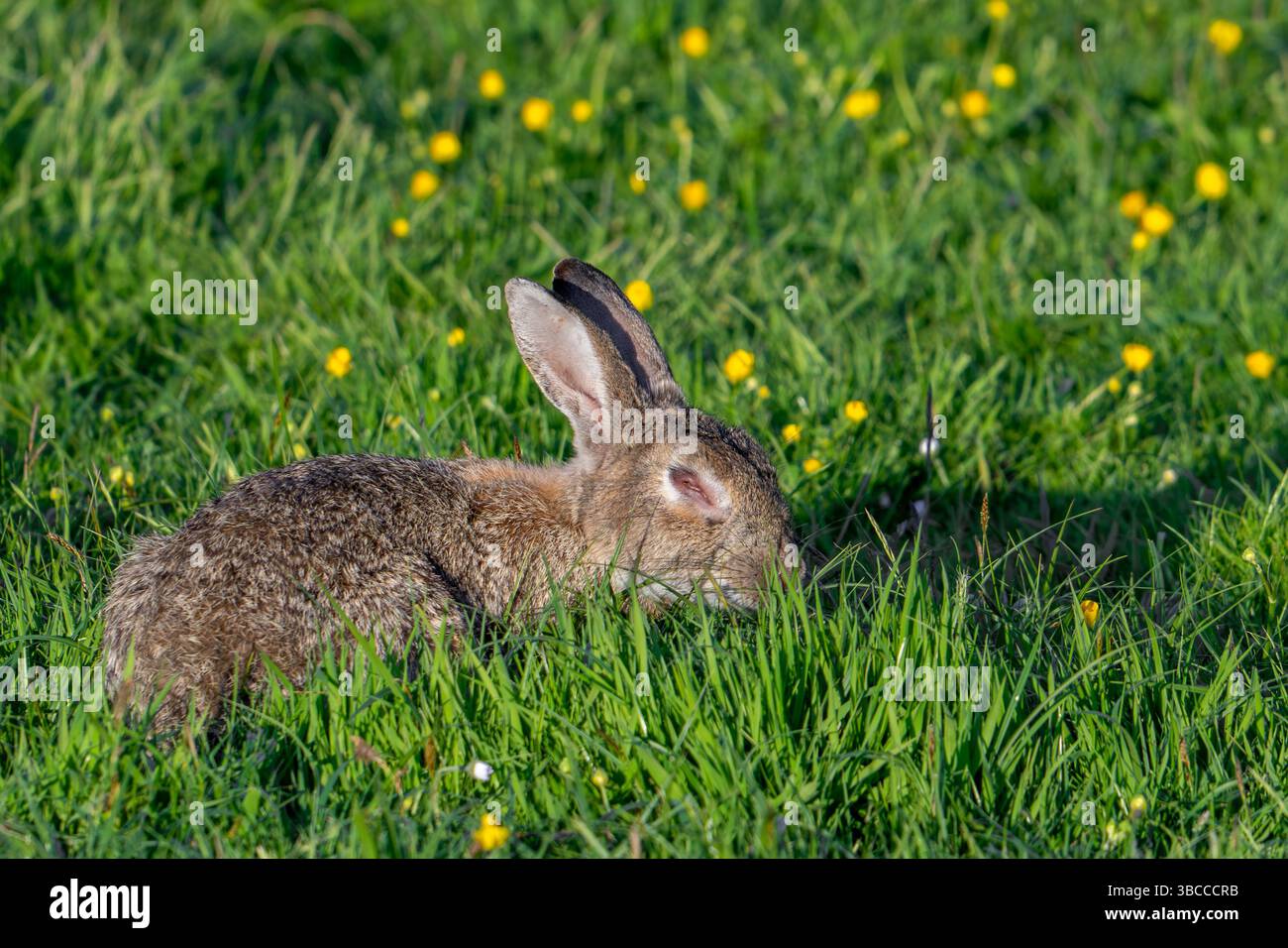 European rabbit / common rabbit (Oryctolagus cuniculus) in grassland ...