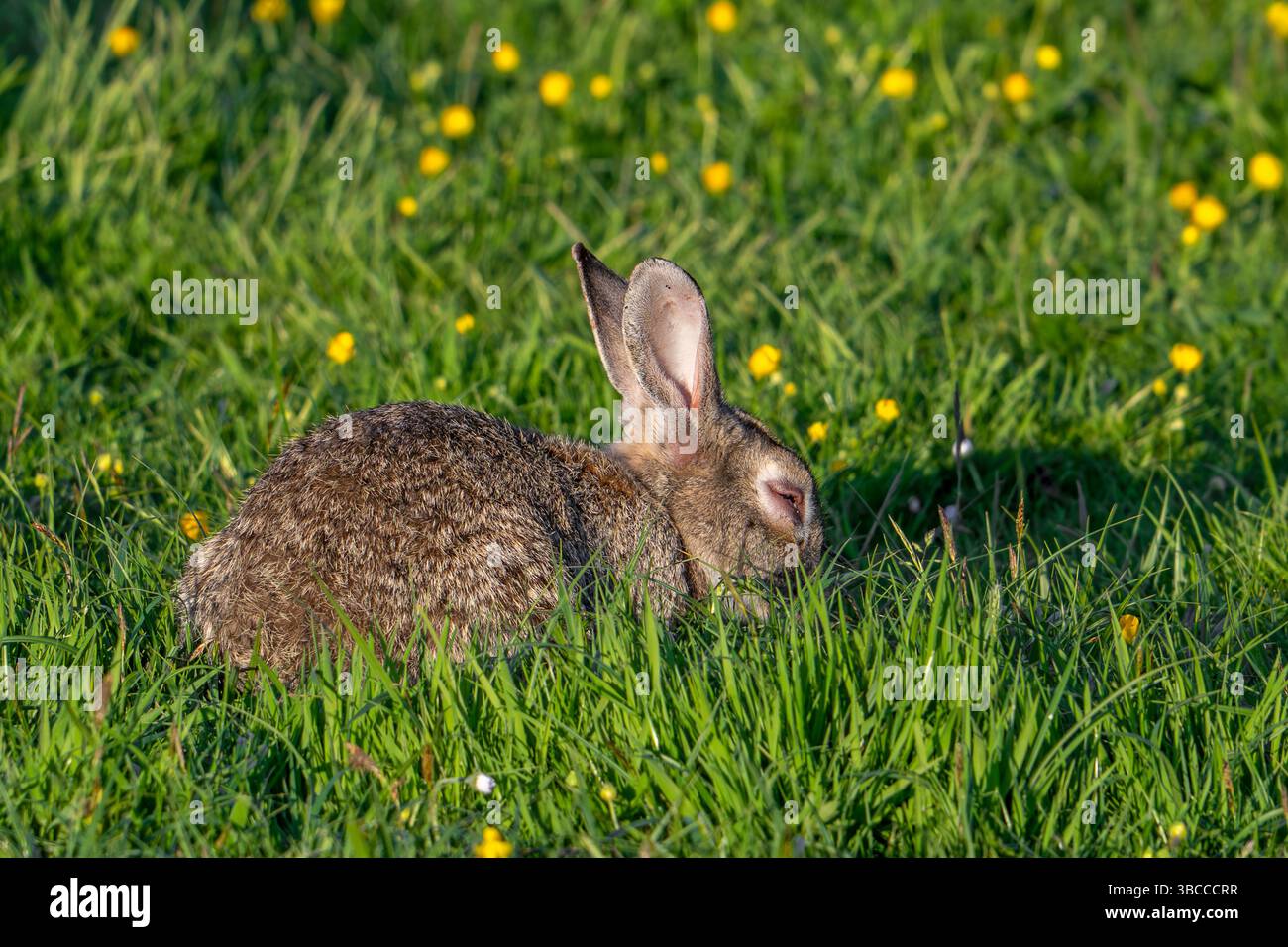 European rabbit / common rabbit (Oryctolagus cuniculus) in grassland ...