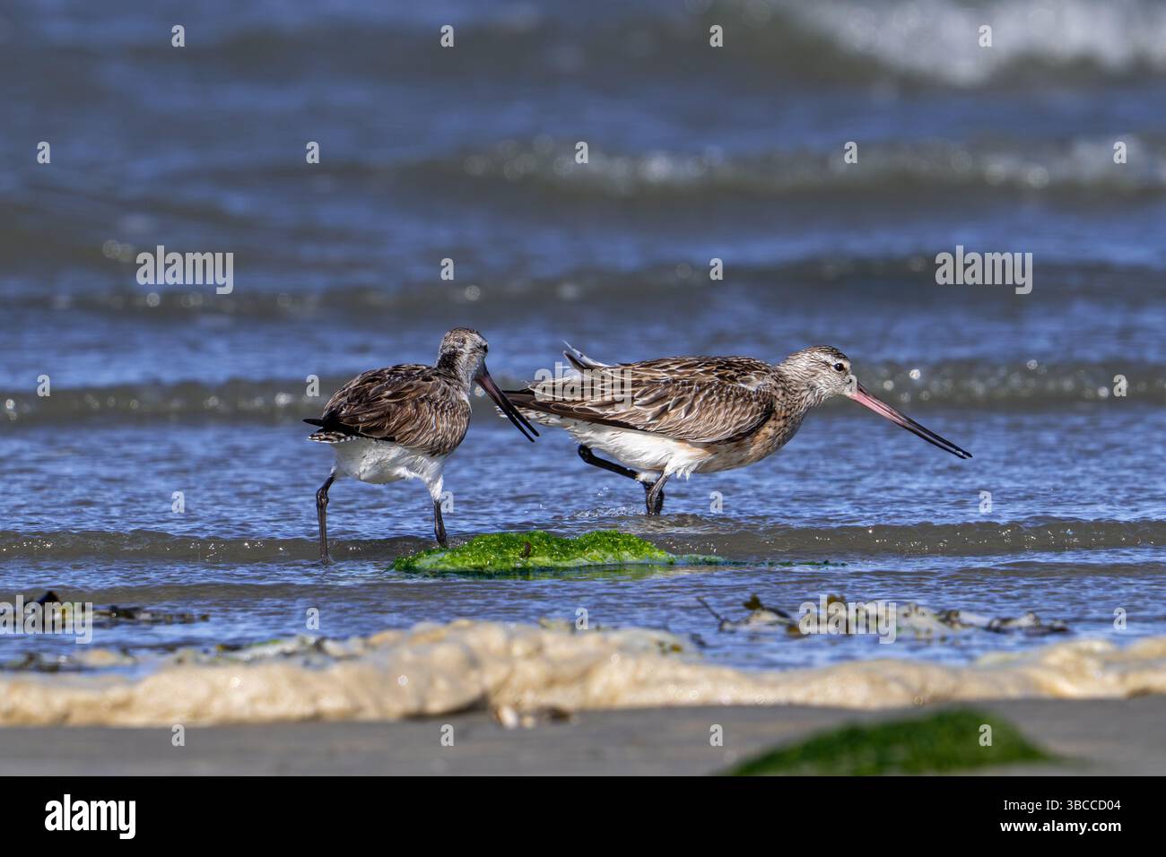 Two bar-tailed godwits (Limosa lapponica) foraging in shallow water on ...