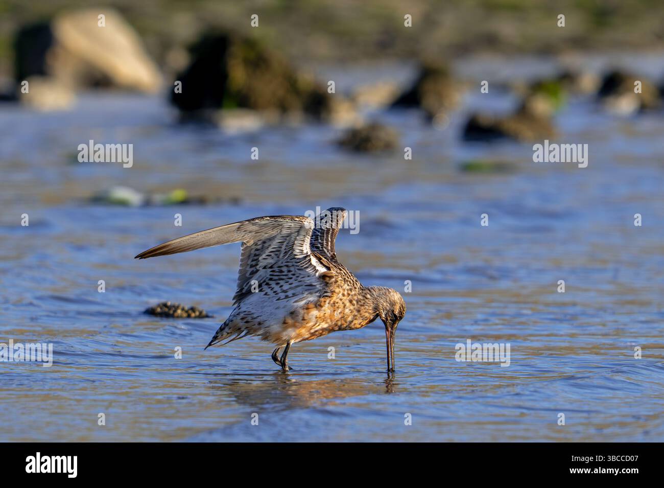 Bar-tailed godwit (Limosa lapponica) male in breeding plumage ...