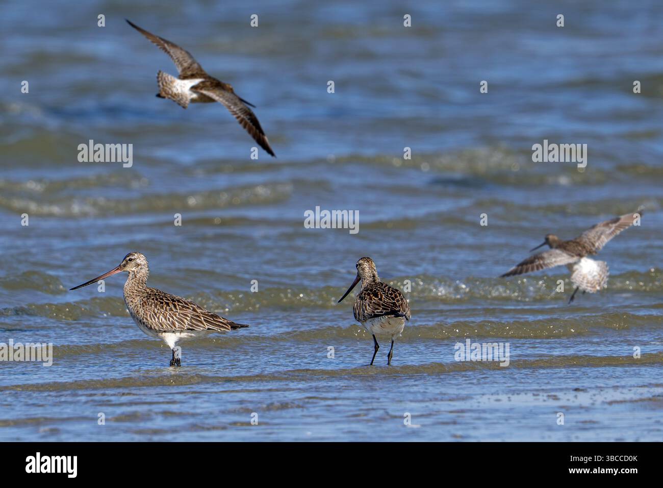 Bar-tailed godwits (Limosa lapponica) foraging in shallow water on ...