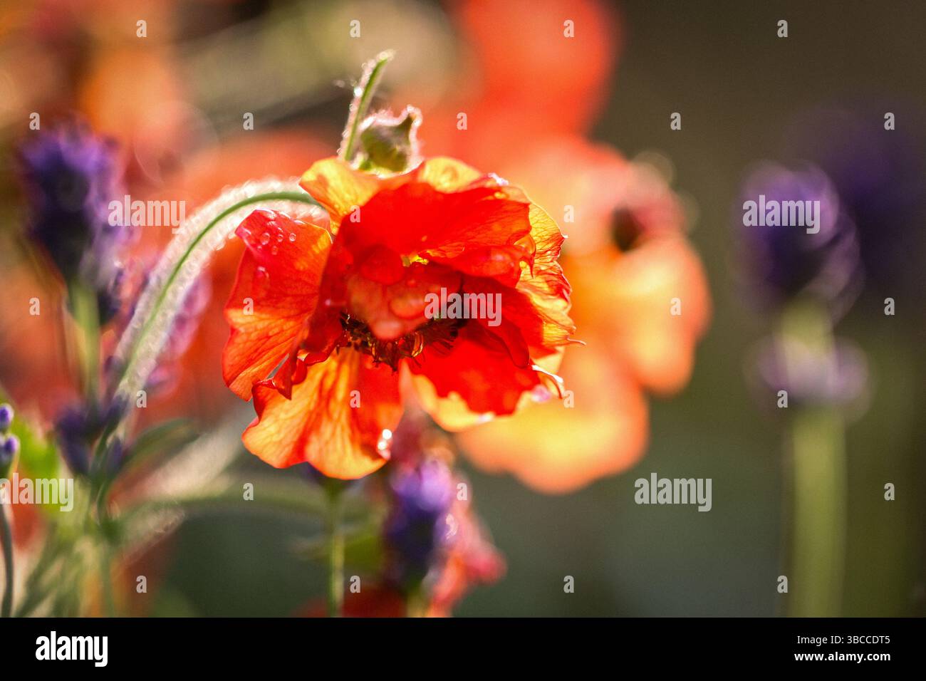 Geum Scarlet Tempest in flower Stock Photo - Alamy
