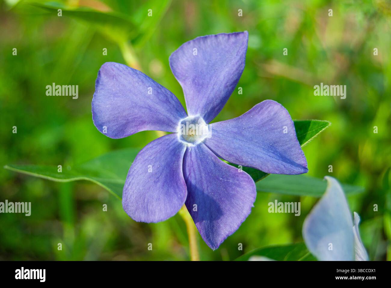 Trailing periwinkle vine showcasing vibrant lavender-blue blooms, ideal ...