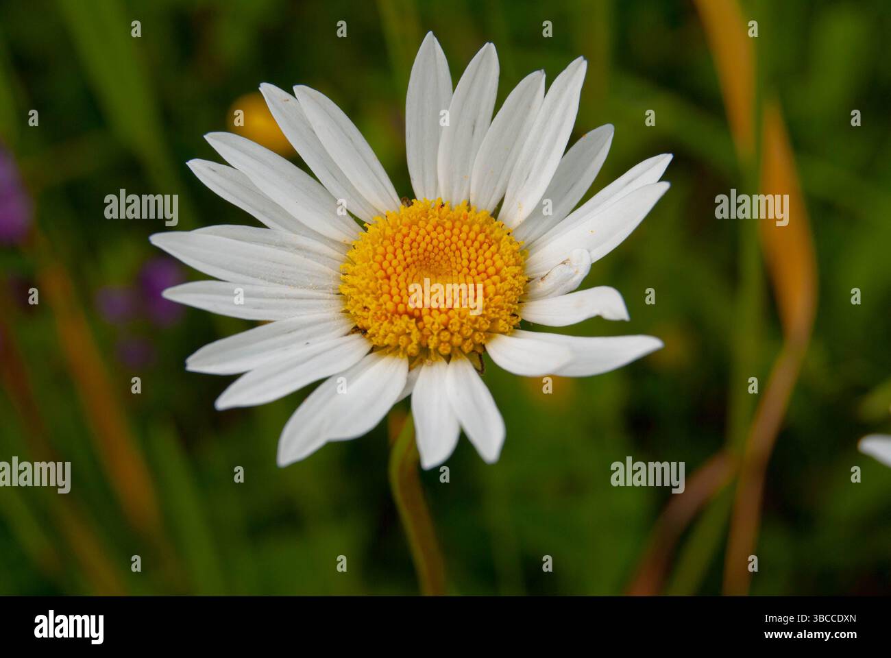 Ox eye daisy in bloom with a green spider capturing a fly on its petals ...