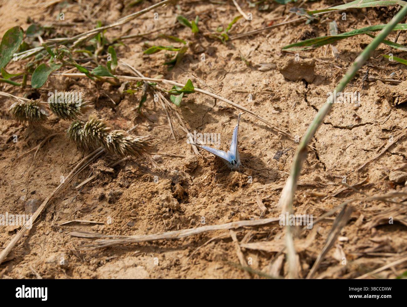 Delicate insect against a harsh, barren ground background Stock Photo ...