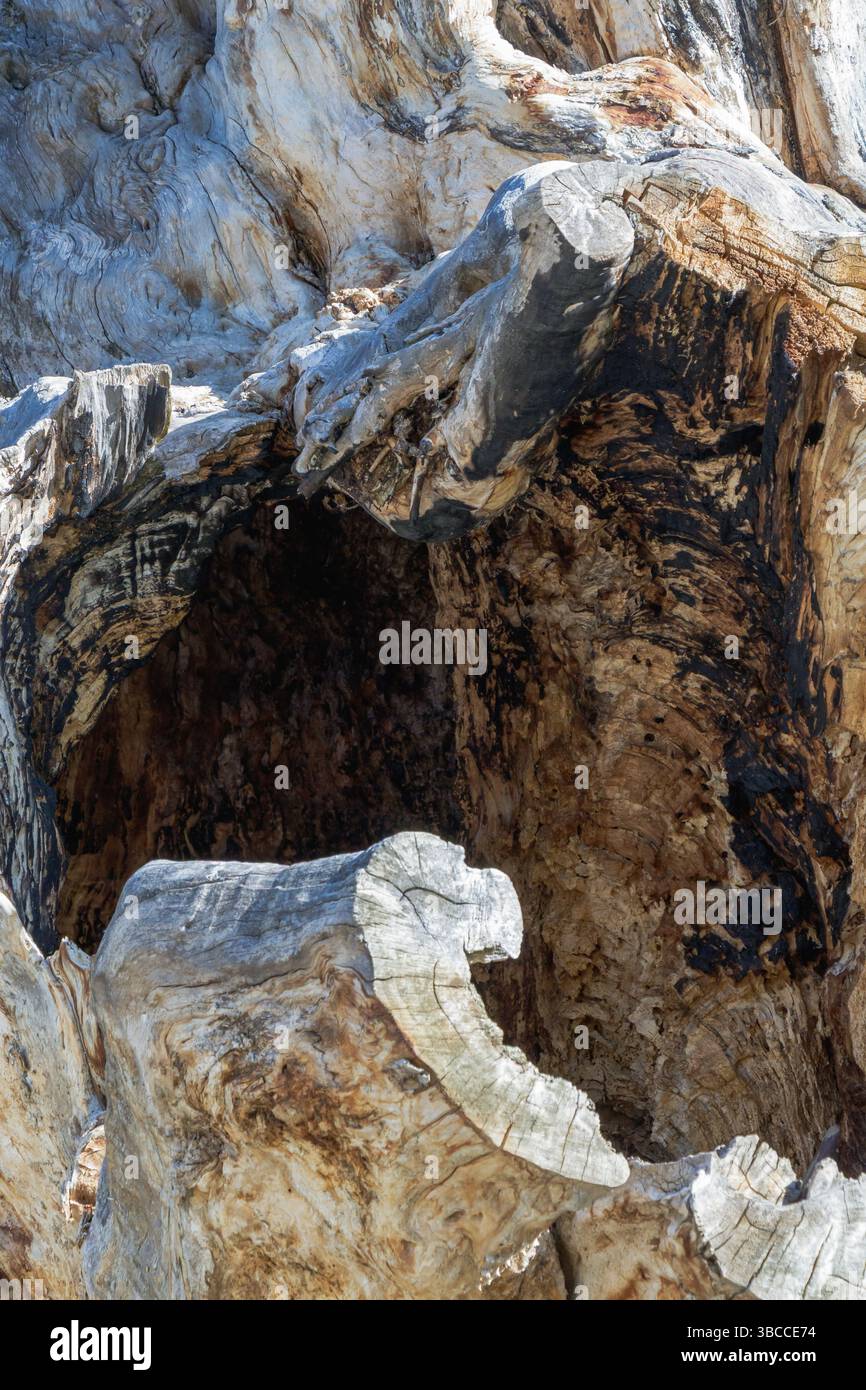 A large, ancient tree stump showcases unique textures and colors formed ...