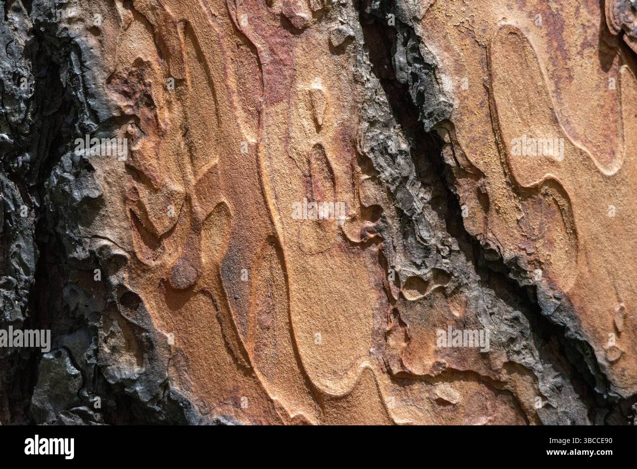 Partially burnt tree bark hi-res stock photography and images - Alamy