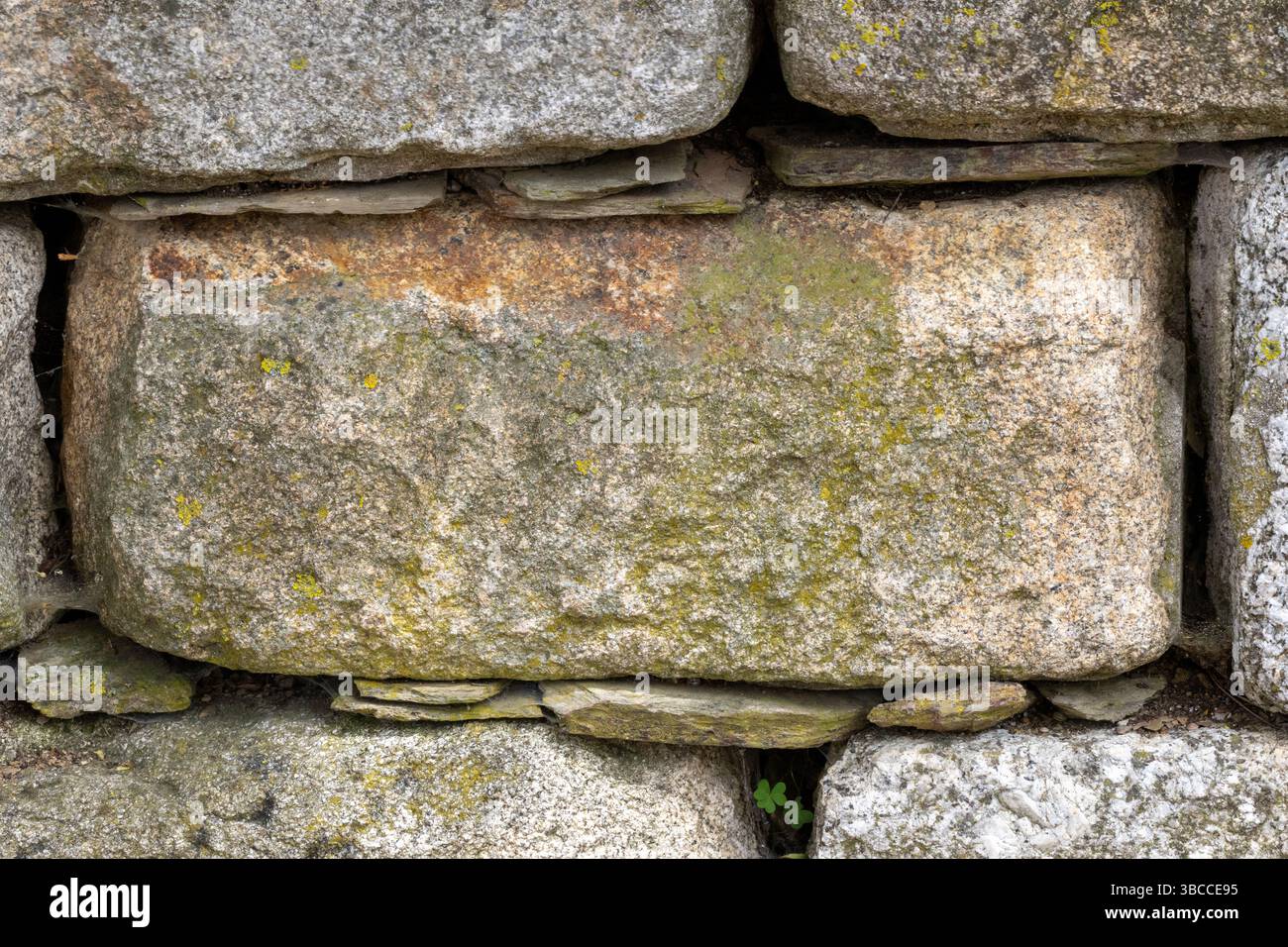 Close up of a granite stone wall with moss and lichens, highlighting ...
