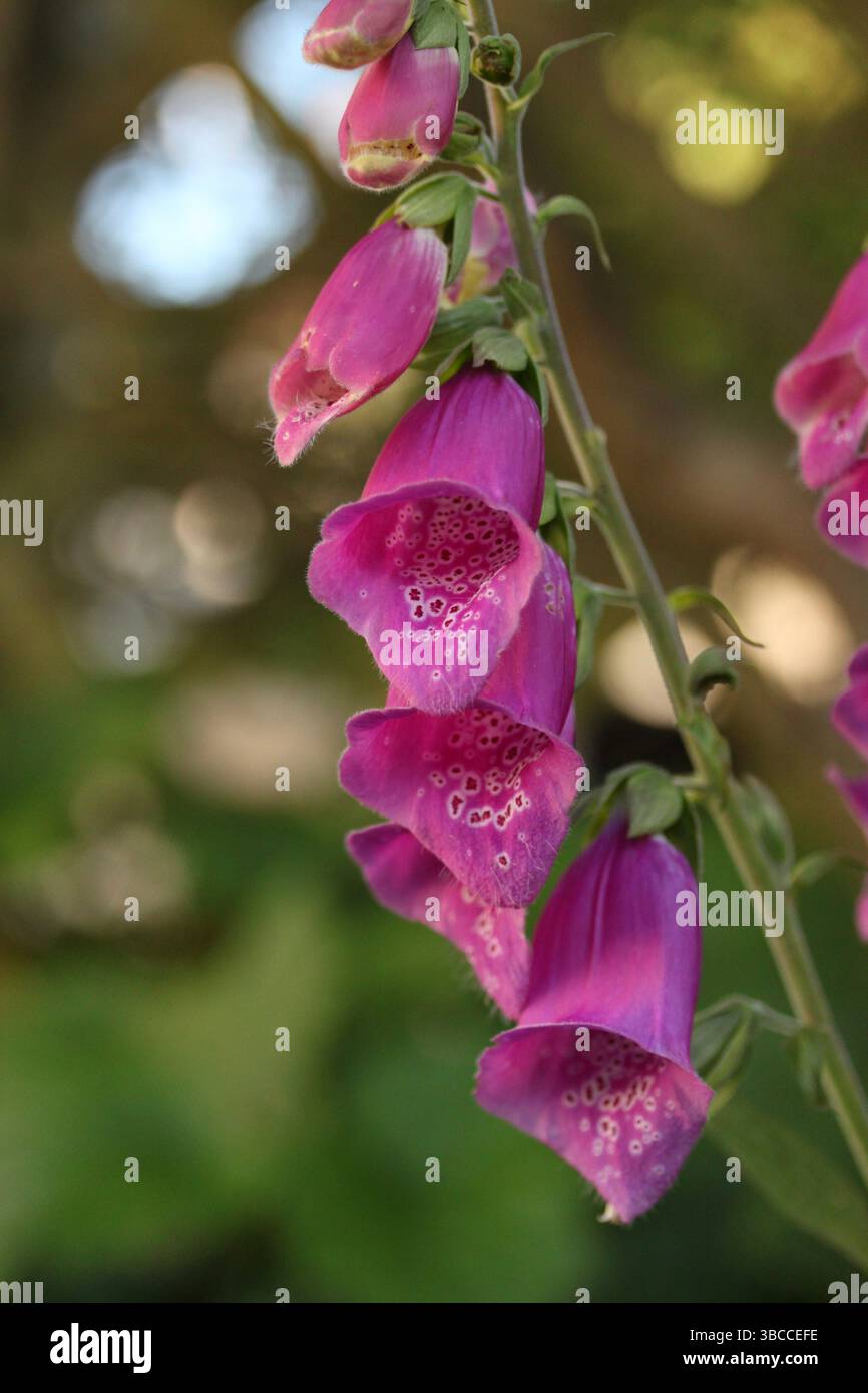 Digitalis extract hi-res stock photography and images - Alamy