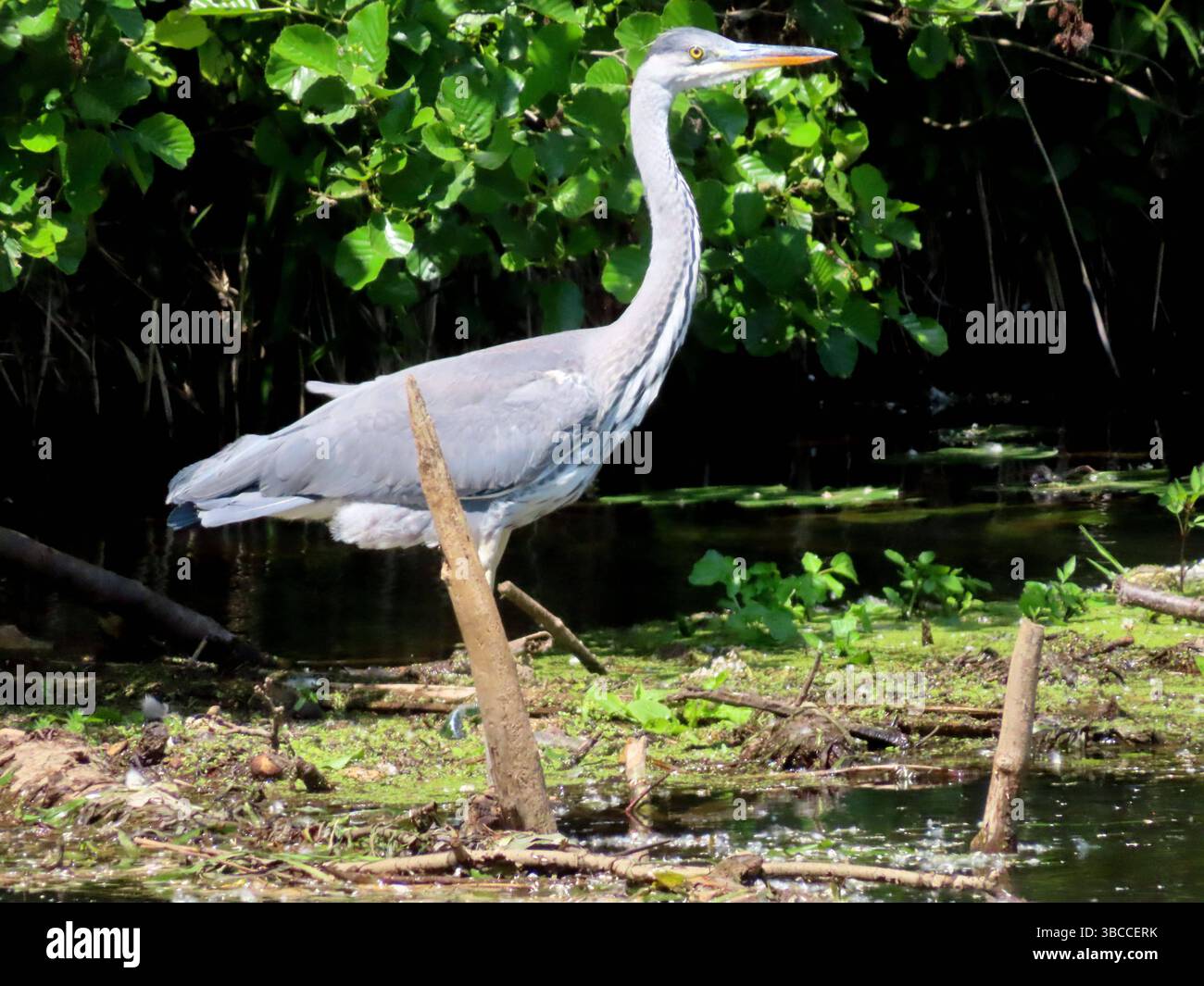 ...der Graureiher hat sein Tagessoll erfuellt und genug Beute gemacht ...