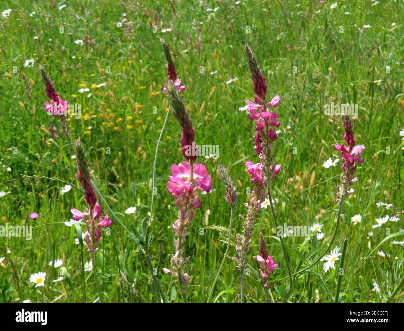 ...ein Blickfang in jeder Wiese - der Bluetenstand der Saat-Esparsette ...