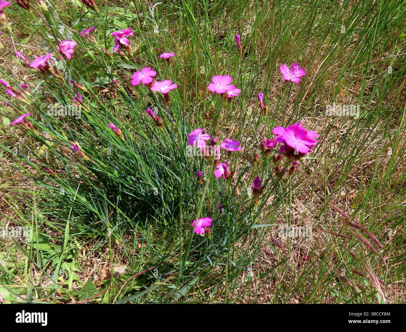 ...macht doch farblich richtig was her - so ein Wiesennelken Ckuster ...