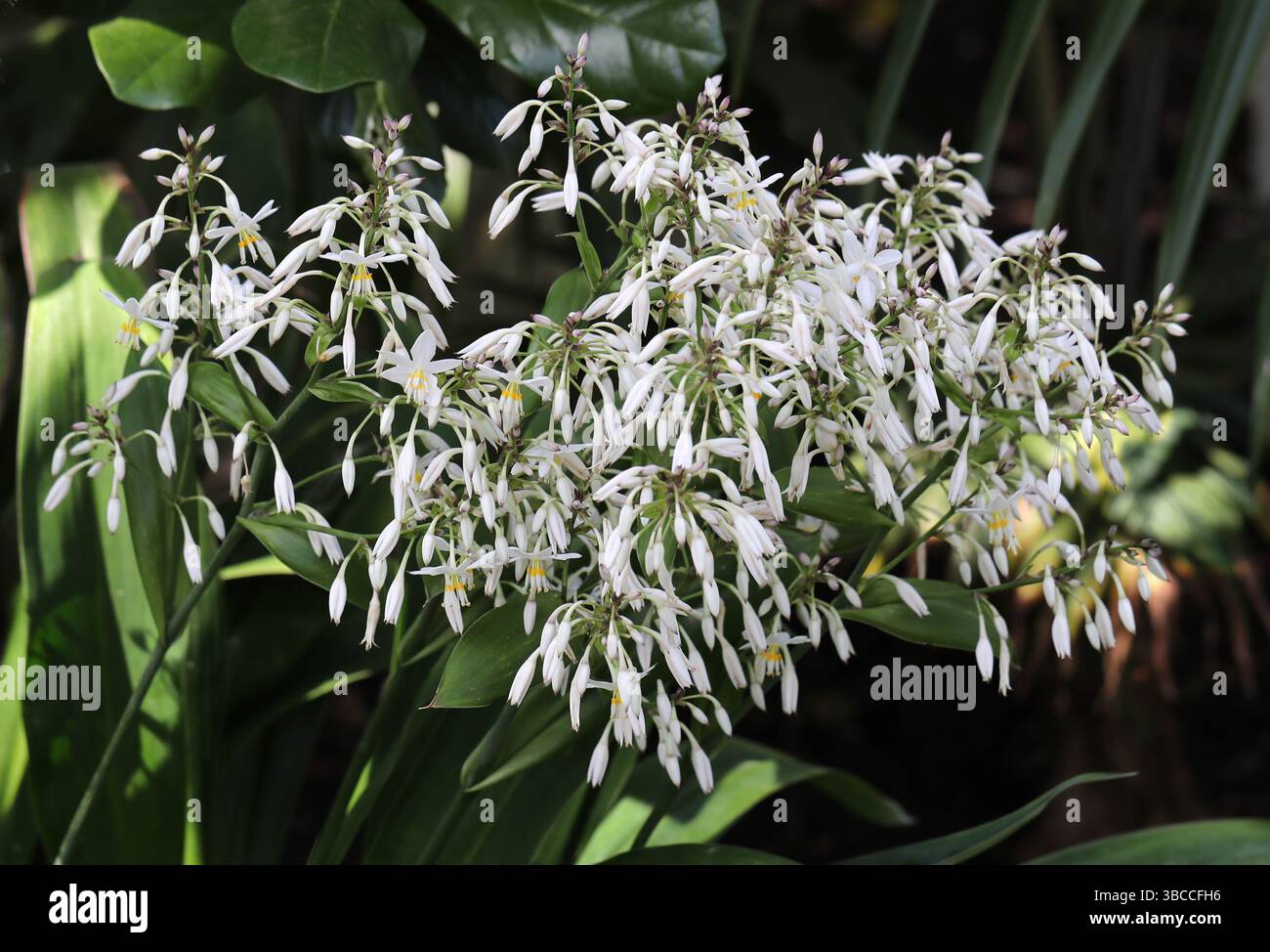 Renga Renga or Rock Lily, Arthropodium bifurcatum, Asparagaceae. New ...