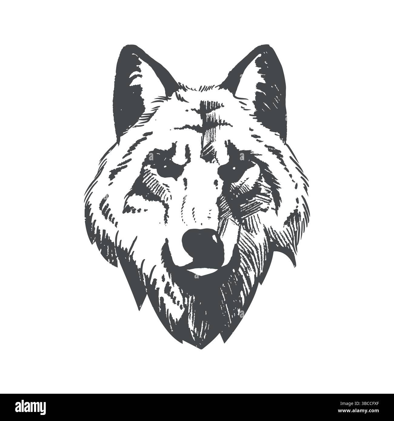 Wolf head. Vintage engraving isolated gray wolf illustration ink sketch ...