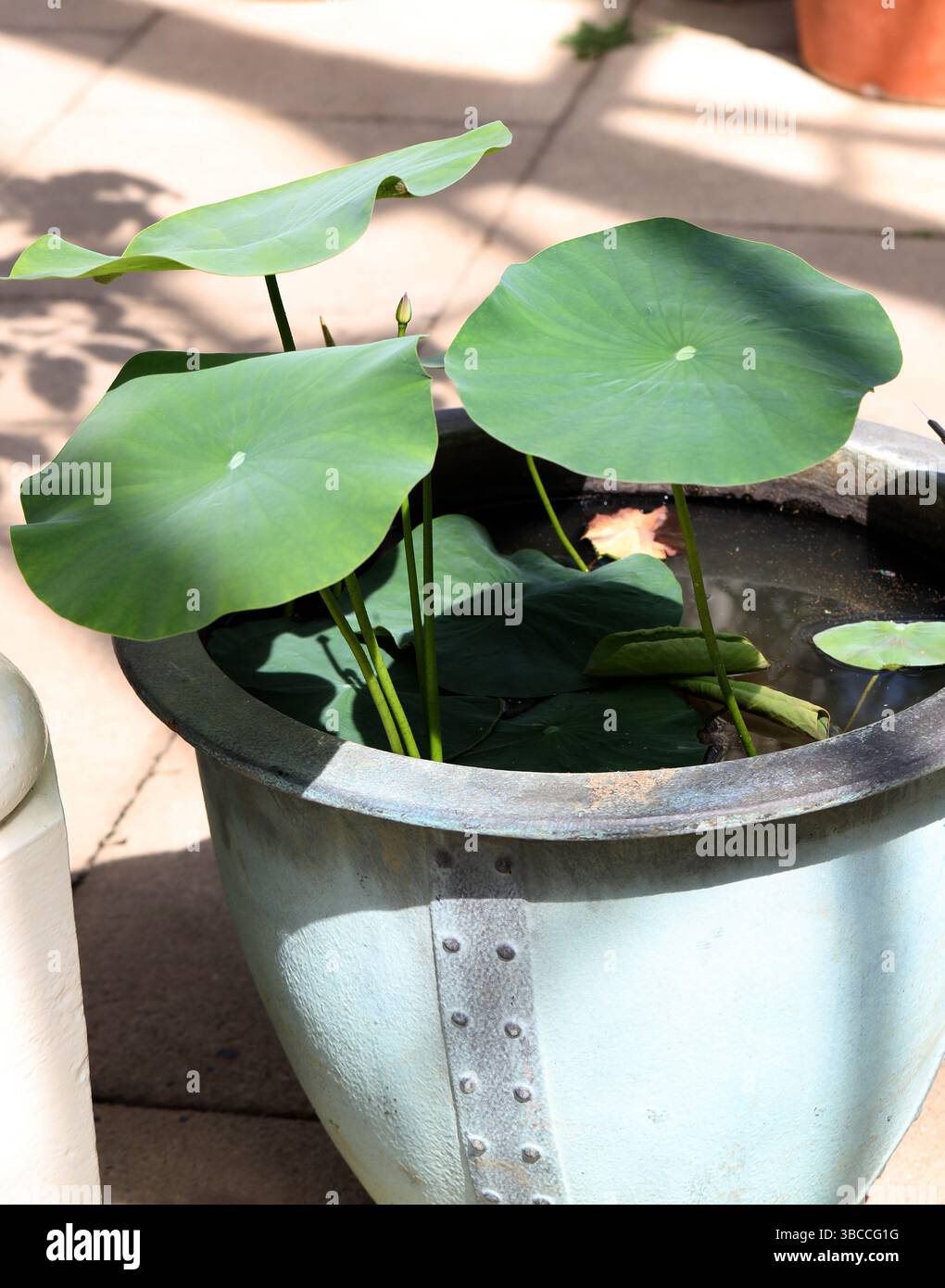 Nelumbo hybrid hi-res stock photography and images - Alamy