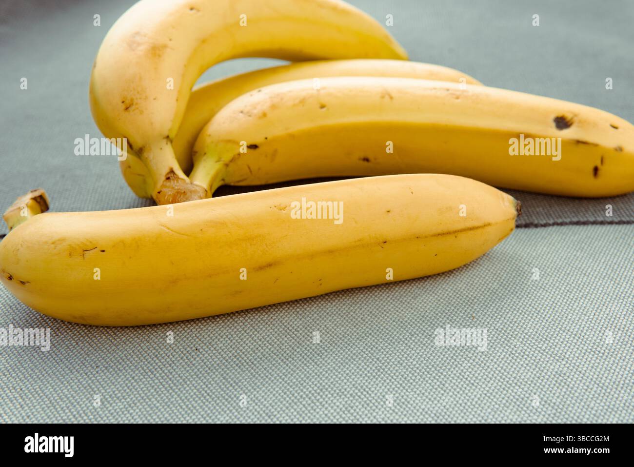 bunch of ripe yellow bananas on the gray background with early morning ...