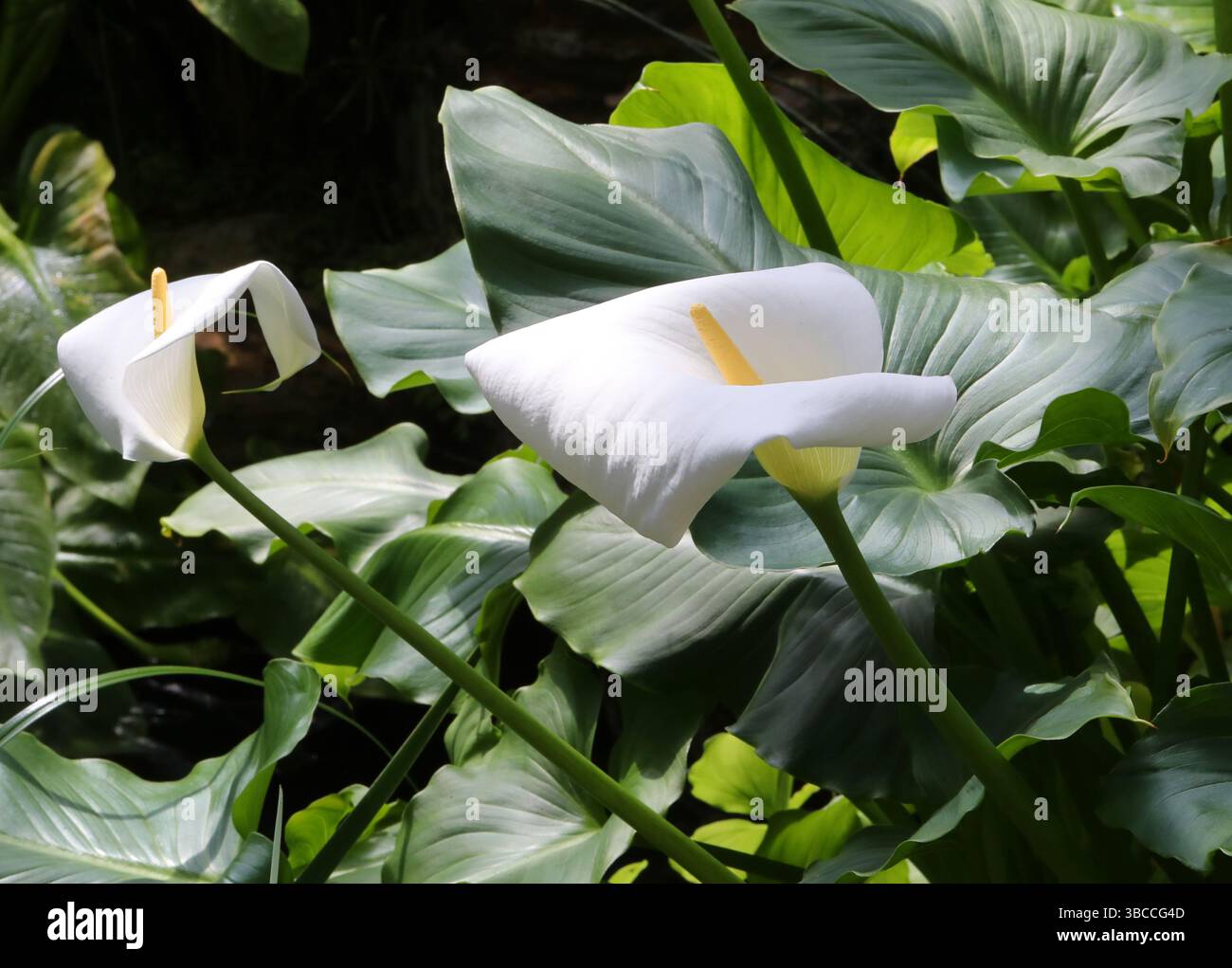 Cape Arum Lily, Calla Lily or Arum Lily, Zantedeschia aethiopica ...