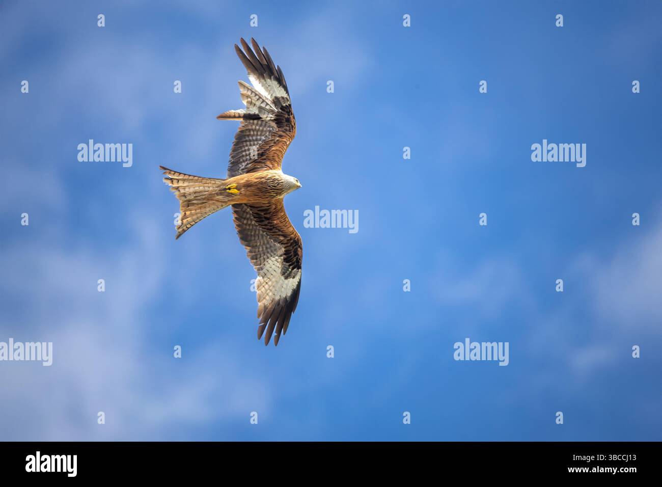 Red kite in aerial hi-res stock photography and images - Alamy