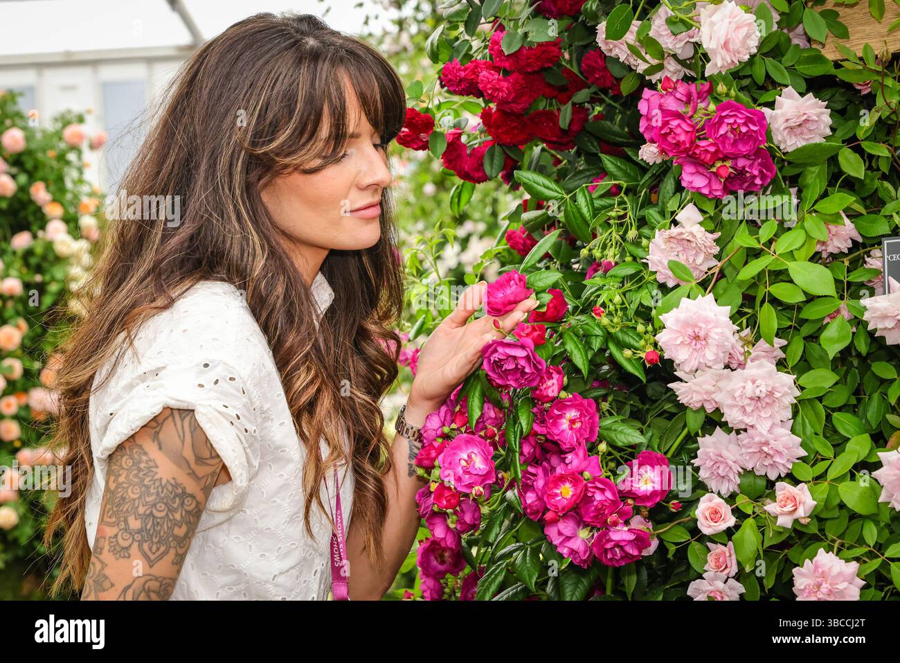 London, UK. 19th May, 2025. A member of the team at the Peter Beales ...