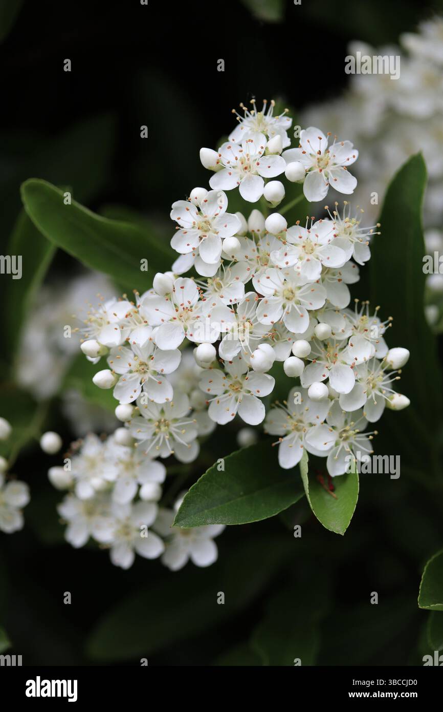 Small cluster of blossoms hi-res stock photography and images - Alamy