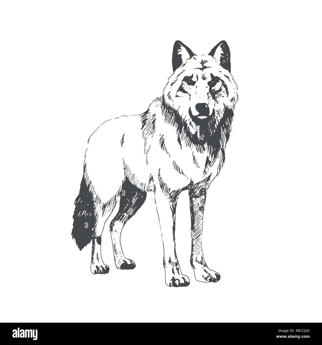 Vintage engraving isolated gray wolf illustration ink sketch. Graphic ...