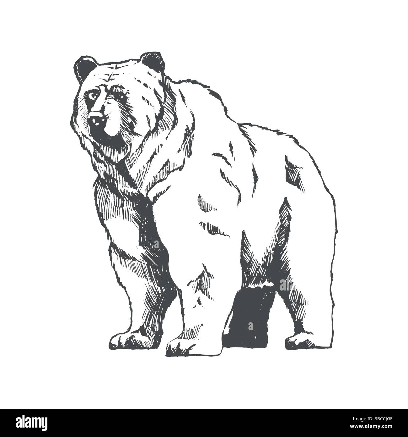 Bear hand drawn vector illustration. Wild animal. Vintage engraving isolated grizzly ...