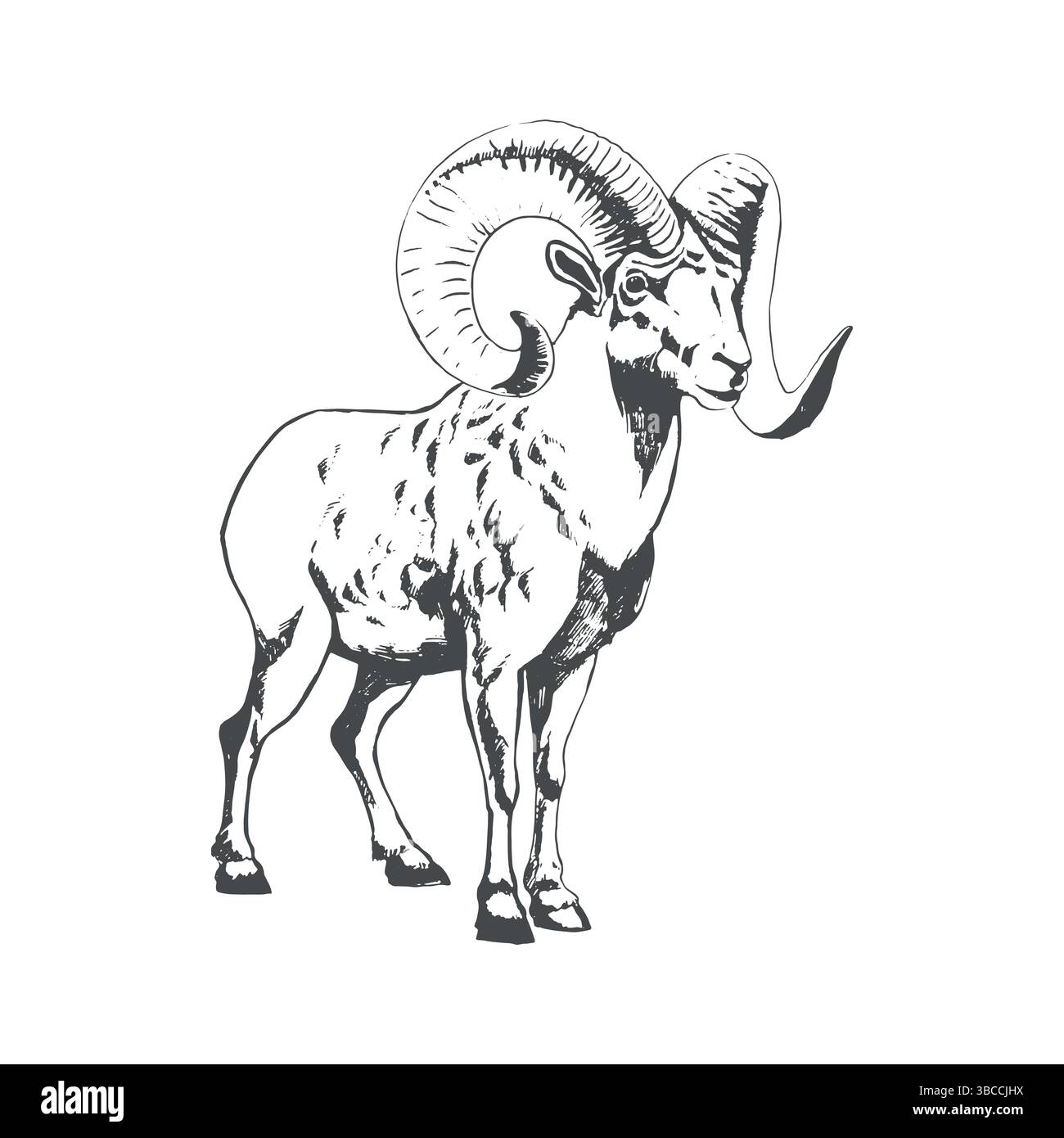 Sheep line drawing black white hi-res stock photography and images - Alamy