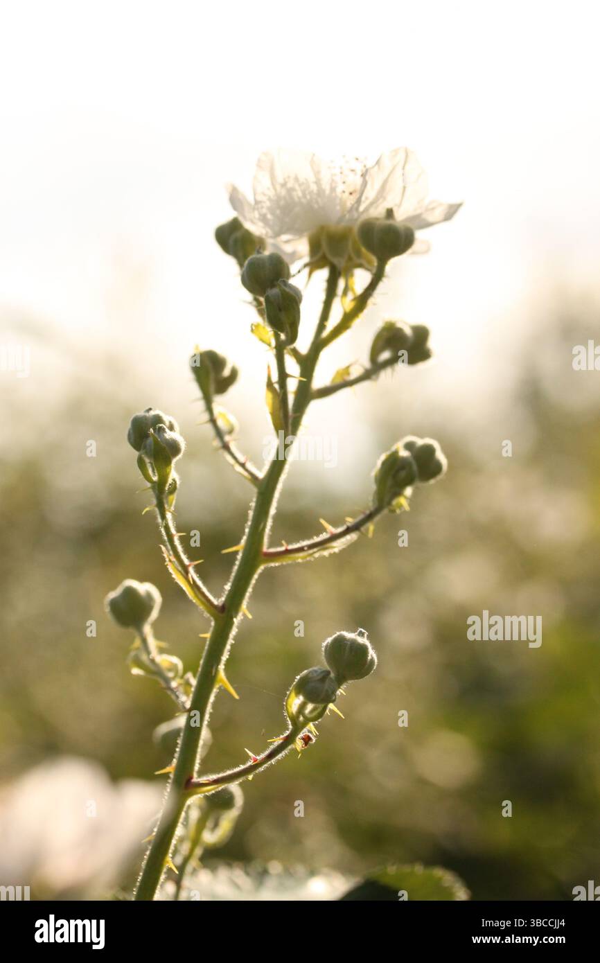 Backlit bramble blossom emerging into golden evening light Stock Photo ...