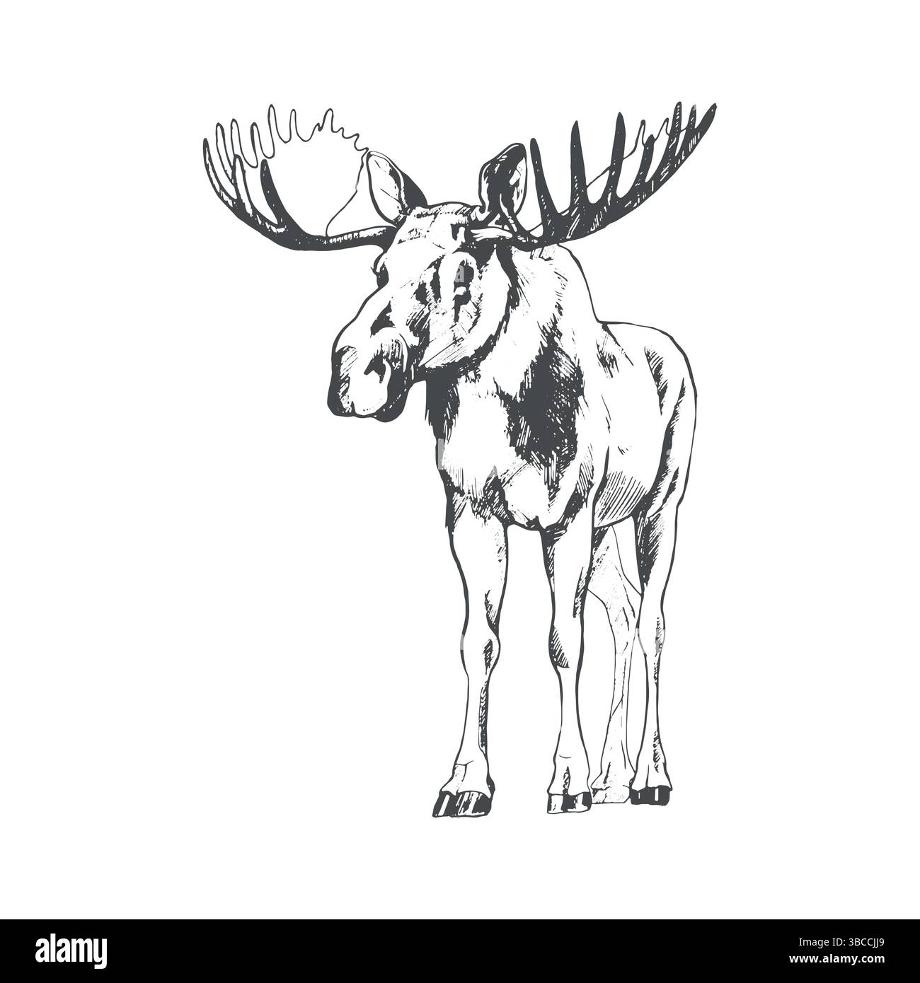 Moose line art illustration. Black and white drawing. Vector ...