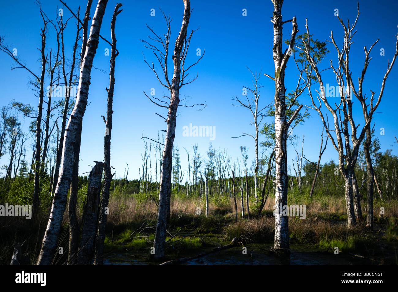 15 May 2025, Lower Saxony, Loxstedt: The Stoteler Moor, part of the ...