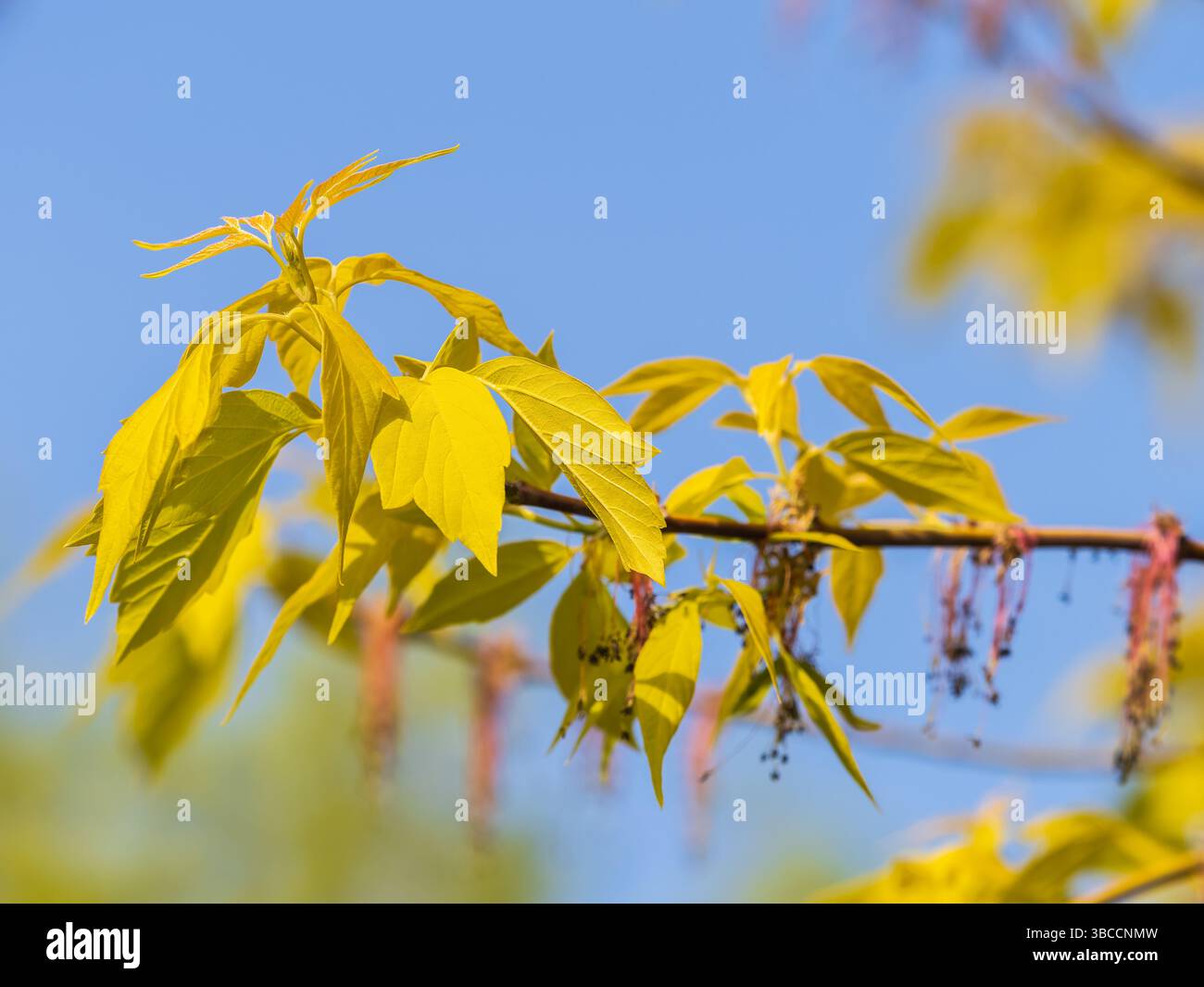 Acer negundo, Box elder, boxelder, ash-leaved and maple ash, Manitoba ...