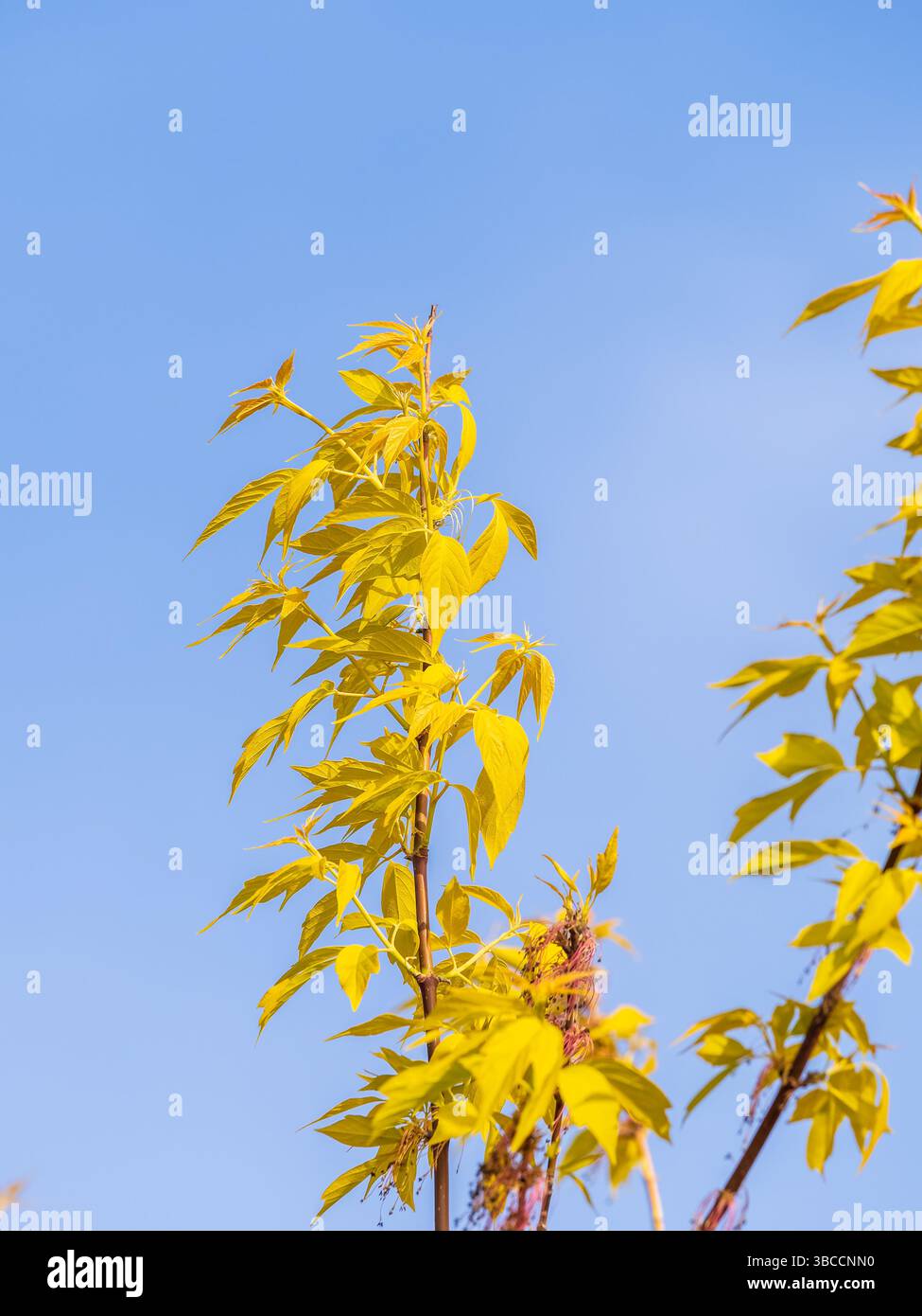 Acer negundo, Box elder, boxelder, ash-leaved and maple ash, Manitoba ...